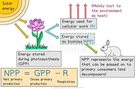 Primary Productivity Biology