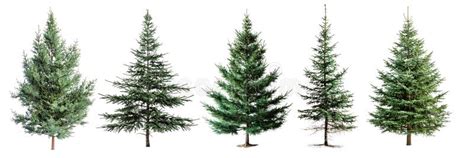 Different Types Of Evergreen Trees Lined Up In A Row On A White Background For Design Purposes