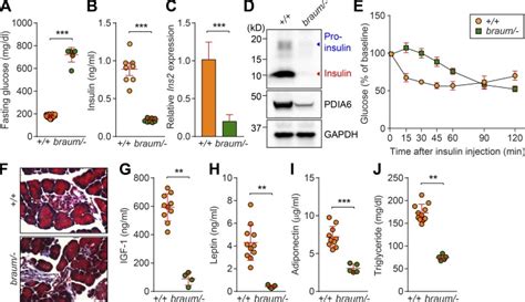 Essential Cell Extrinsic Requirement For PDIA In Lymphoid And Myeloid Development Abstract