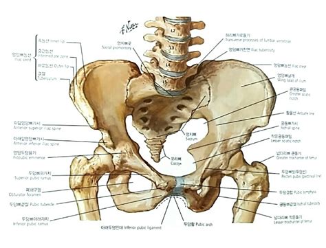 해부학골격계 골반의 뼈대구조 성별차이 네이버 블로그