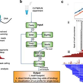Pdf Cut Runtools A Flexible Pipeline For Cut Run Processing And Footprint Analysis