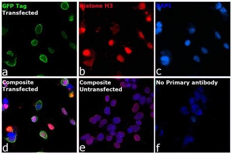 Invitrogen Gfp Recombinant Rabbit Monoclonal Antibody 100 μg