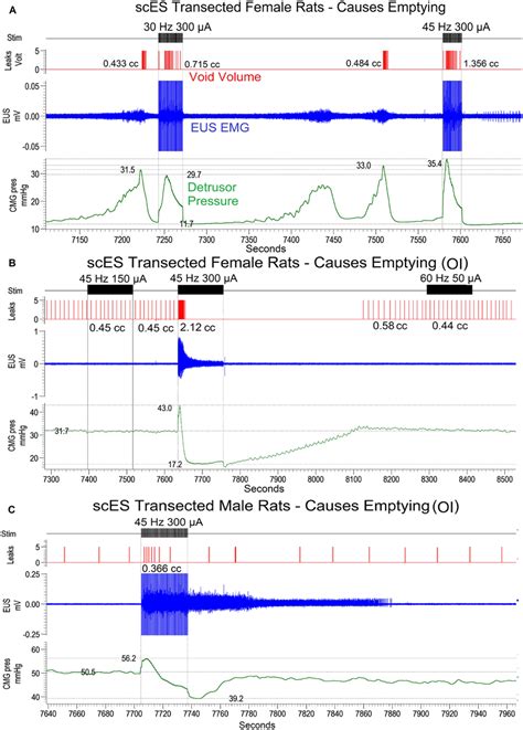 Typical Voiding Responses Induced With Sces In T9 Transected Males And