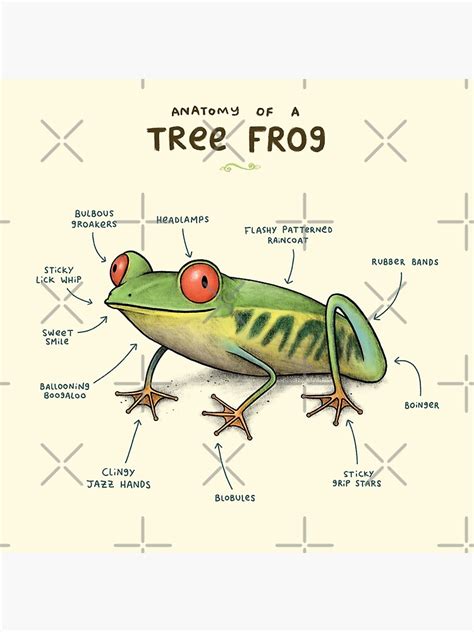 Anatomy Of A Tree Frog Poster For Sale By SophieCorrigan Redbubble