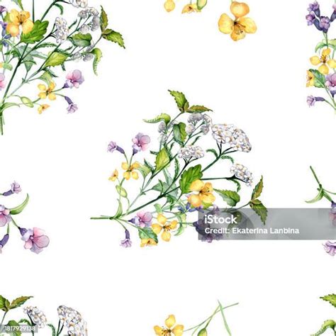완벽 한 야생 약용 식물 허브 수채화 패턴 고립 된 흰색 배경 Millefolium 쐐기풀 Pulmonaria Celanine 손으로 그린 꽃 패턴 라벨 포장 직물을 위한