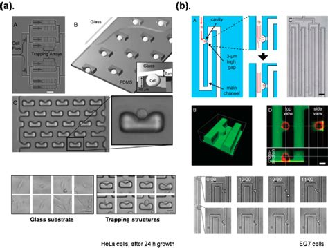 Individual Cell Isolated On A Chip With Microfluidic Hydrodynamic Traps