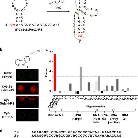Small Molecule Microarray Screening A Sequence Of The Cy5 Labeled