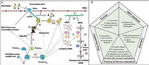 Overview Of Constraint Based Reconstruction And Analysis A Schematic Download Scientific