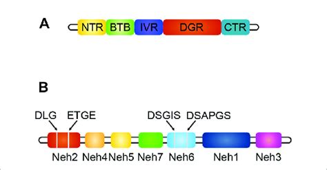 A The Structure Of Keap1 Different Colors Indicate Different Download Scientific Diagram