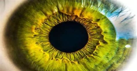 The Route Of Visual Information From The Retina To The Midbrain Qs Papers