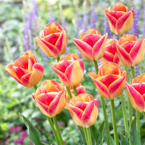 Buy Premium Quality Candy Corner From Dutch Bulbs