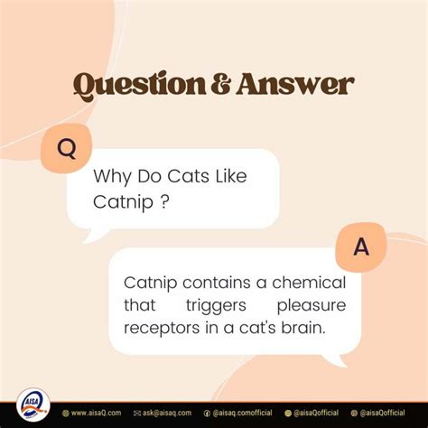 Why Do Cats Like Catnip The Science Behind Their Obsession AisaQ Com