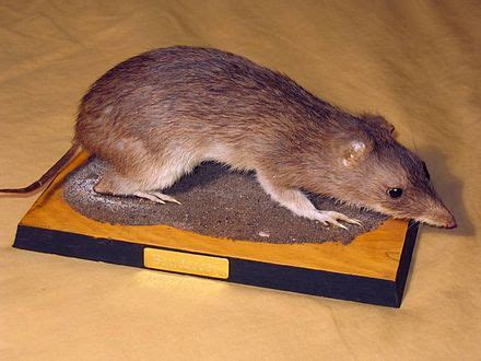 бандикут - Wiktionary, the free dictionary