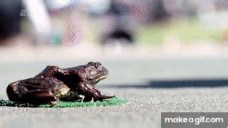Frog Jump On Make A GIF