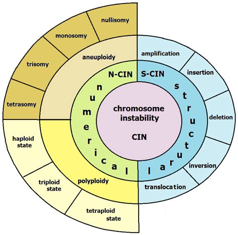 Chromosomal Instability In Gastric Cancer Role In Tumor Development