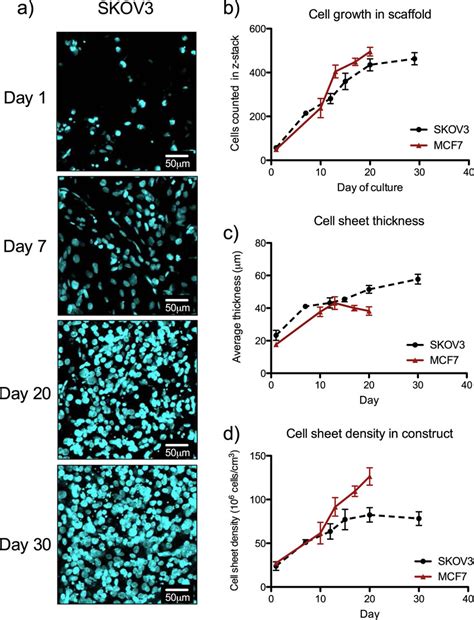 Cell Growth In Scaffold A Confocal Micrographs Of Cellulose Fibre