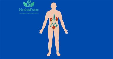 Exocrine System A Detailed Healthy Overview 2023 HealthFness