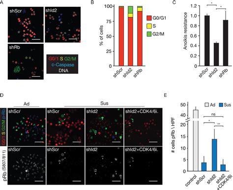 id2 controls inhibition of cell cycle progression a c id2 controls