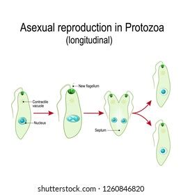 Protozoa Reproduction Images Stock Photos Vectors Shutterstock