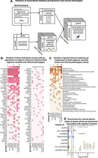 Integration Of Estimated Regional Gene Expression With Neuroimaging And Clinical Phenotypes At