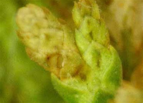 Cypress Tip Moth College Of Agricultural Sciences