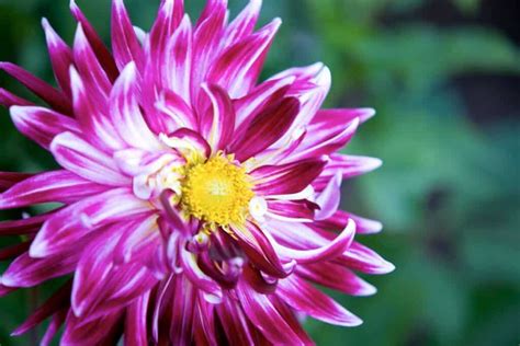 How To Create A Tranquility Garden Ald