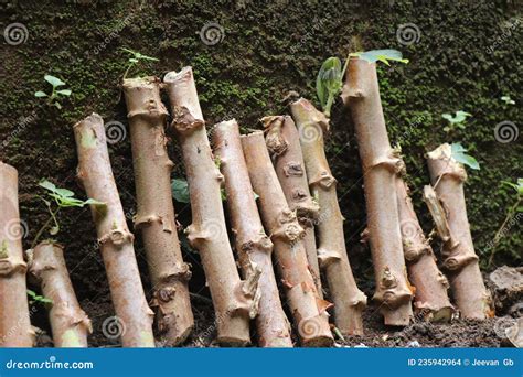 Cassava Or Tapioca Plant Stem Cut Into Pieces For Plantation Cassava Farming With Fresh Sprout