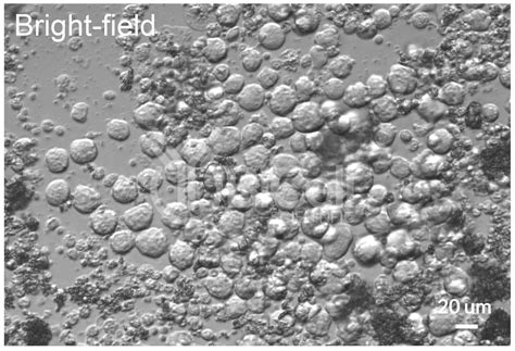 Rabbit Hybridoma Development Bicell Scientific®