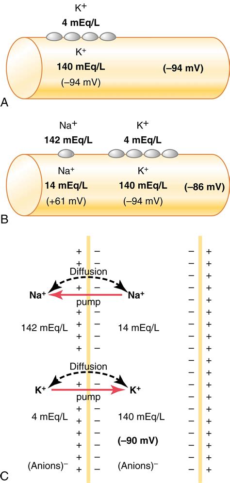 Membrane Potentials And Action Potentials Clinical Tree