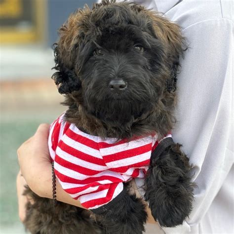 말티푸 콩이 치와와키우는방법 코카스파니엘키우는방법 폼스키키우는방법 폼치키우는방법 폼피츠키우는방법 푸숑키우는방법 노르웨이숲키우는방법 뱅갈키우는방법 샴키우는방법 셀커크렉스키우는