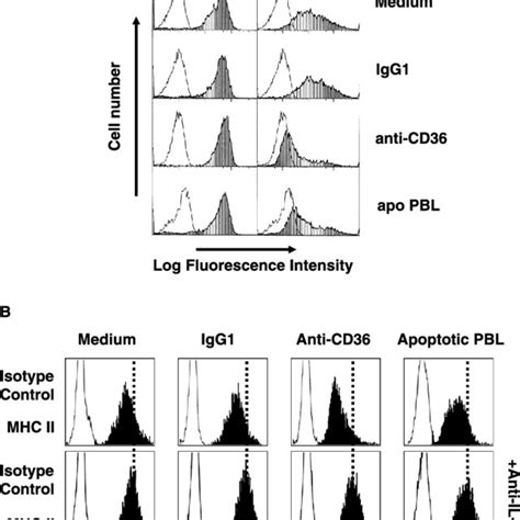 Apoptotic Cells Inhibit Surface Expression Of Mhc Class Ii Molecules On