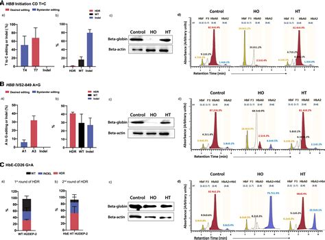 Precise Correction Of A Spectrum Of β Thalassemia Mutations In Coding And Non Coding Regions By