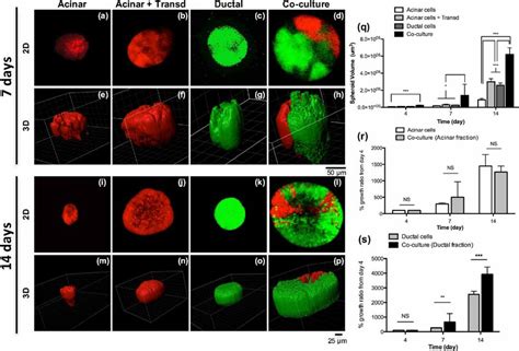 Confocal Imaging And 3d Reconstruction With Imaris Of Spheroids