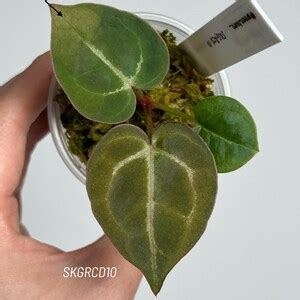 Anthurium Skg Silver X Red Crystallinum X Anthurium Dorayaki Self