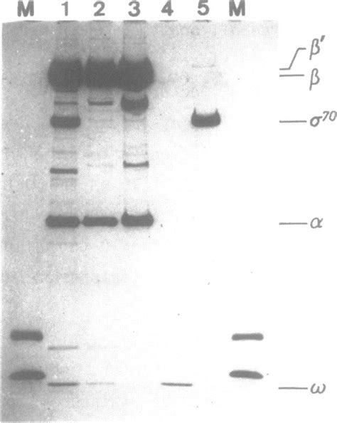 Sds Polyacrylamide Gel Analysis Of Purified Rna Polymerase And Subunits