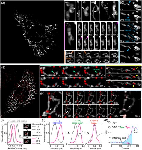 Super‐resolution Imaging Of Mitochondria In Living Hela Cells Which Download Scientific Diagram