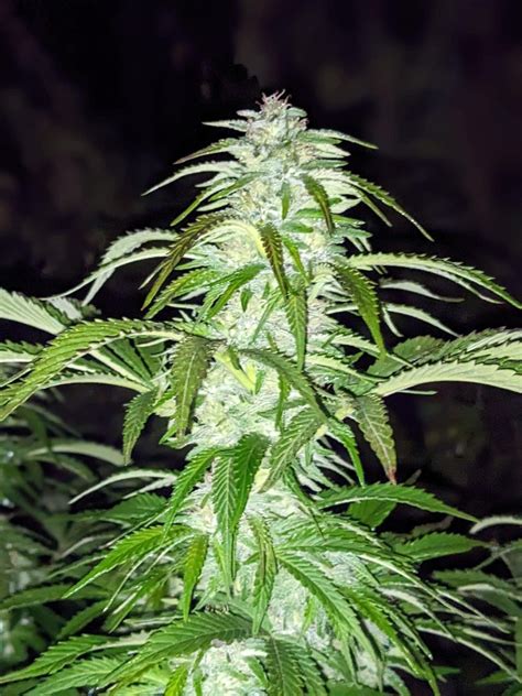 კანაფის შეძენა