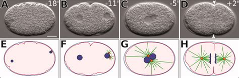 Asset A Robust Algorithm For The Automated Segmentation And Standardization Of Early