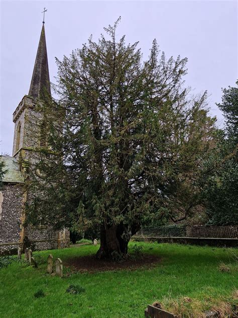 Yew Tree Folklore Facts And History