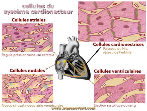 Cardionectrices Et Cellules Nodales