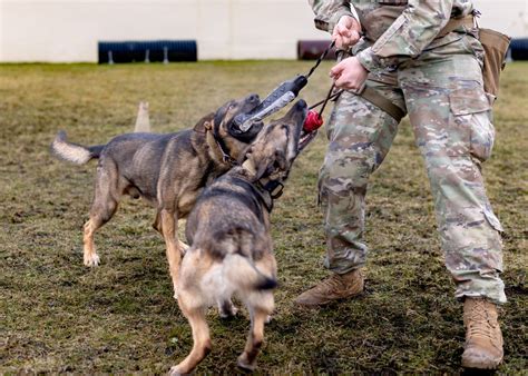 Dvids Images K9s In Action Image 19 Of 37