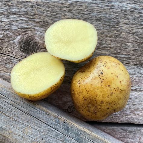 Yukon Gold Potato Plant