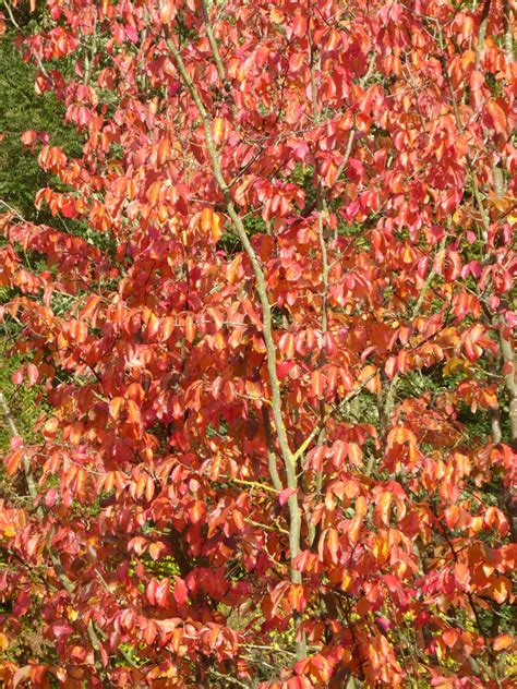 Parrotia Persica Vanessa Trees Parrotia Persica Vanessa Taille Wzft