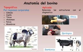 Introducción A La Anatomía Del Bovino Clasificación Pptx