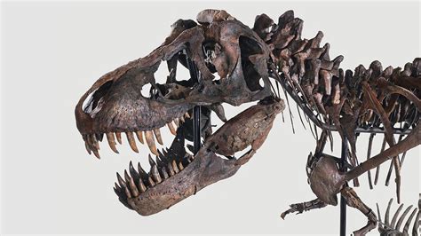 Trade In Dinosaur Fossils Is Good For Science