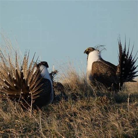 What Does Sage Grouse Eat Diy Seattle