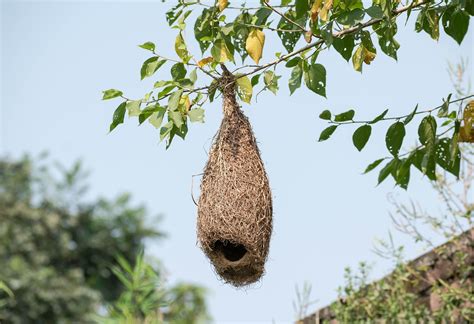 2 Free Портной Птичье Гнездо Tailor Bird Images Pixabay