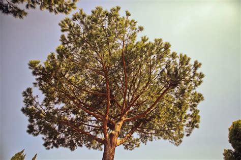 Past Time Hobbies Inexpensive Ways To Make Trees