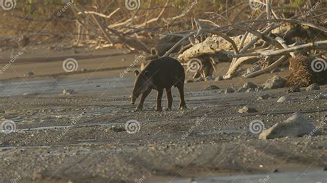 Sunset Shot Of A Baird S Tapir Walking On Sirena Beach At Corcovado
