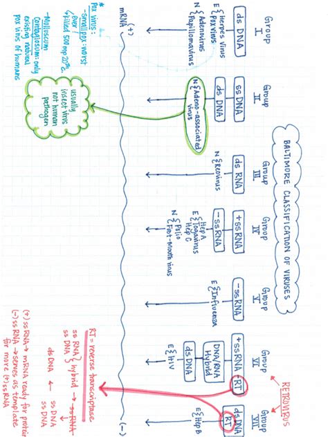 Baltimore Classification Of Viruses Map Pdf